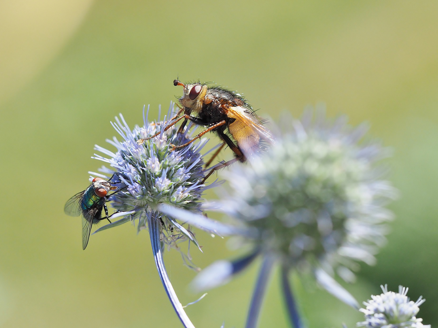 Insekten-Buffet Foto & Bild | tiere, wildlife, insekten Bilder auf ...