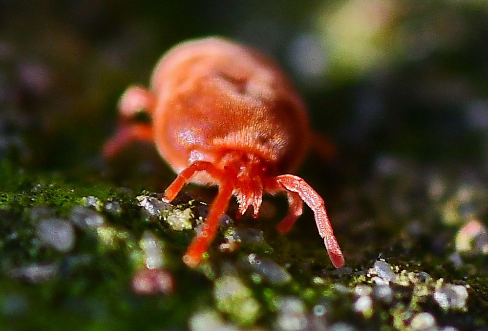 Insekten Foto & Bild | tiere, wildlife, insekten Bilder auf fotocommunity