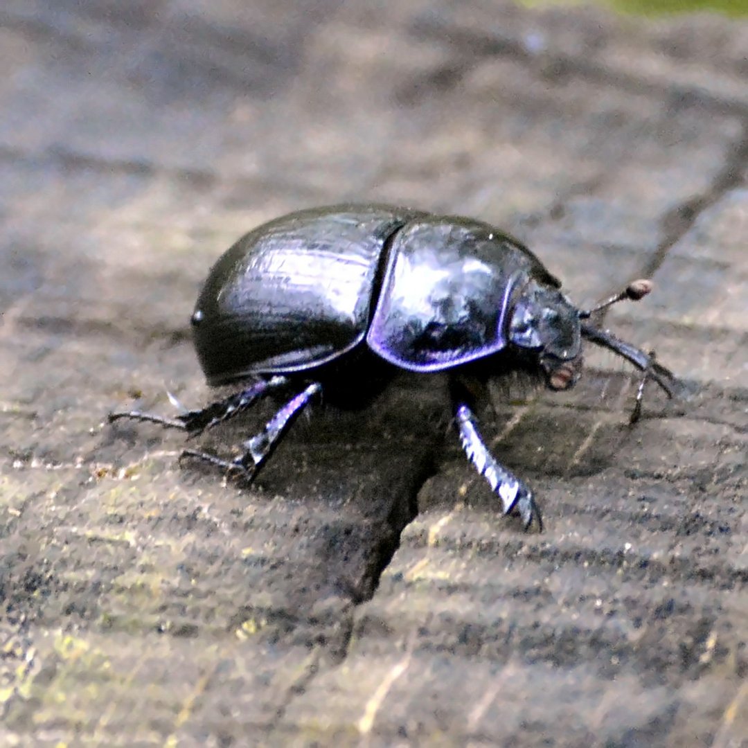 Insekten Fotografie Foto & Bild | tiere, wildlife, wild lebende vögel ...