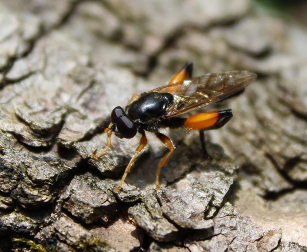 Insekten gibts, Foto & Bild | insekten, natur, tiere Bilder auf ...