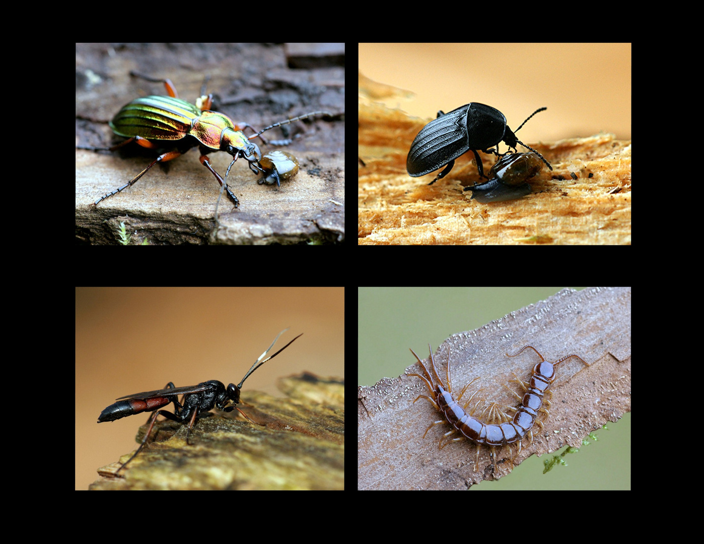 Insekten im November Foto & Bild | tiere, wildlife, insekten Bilder auf ...