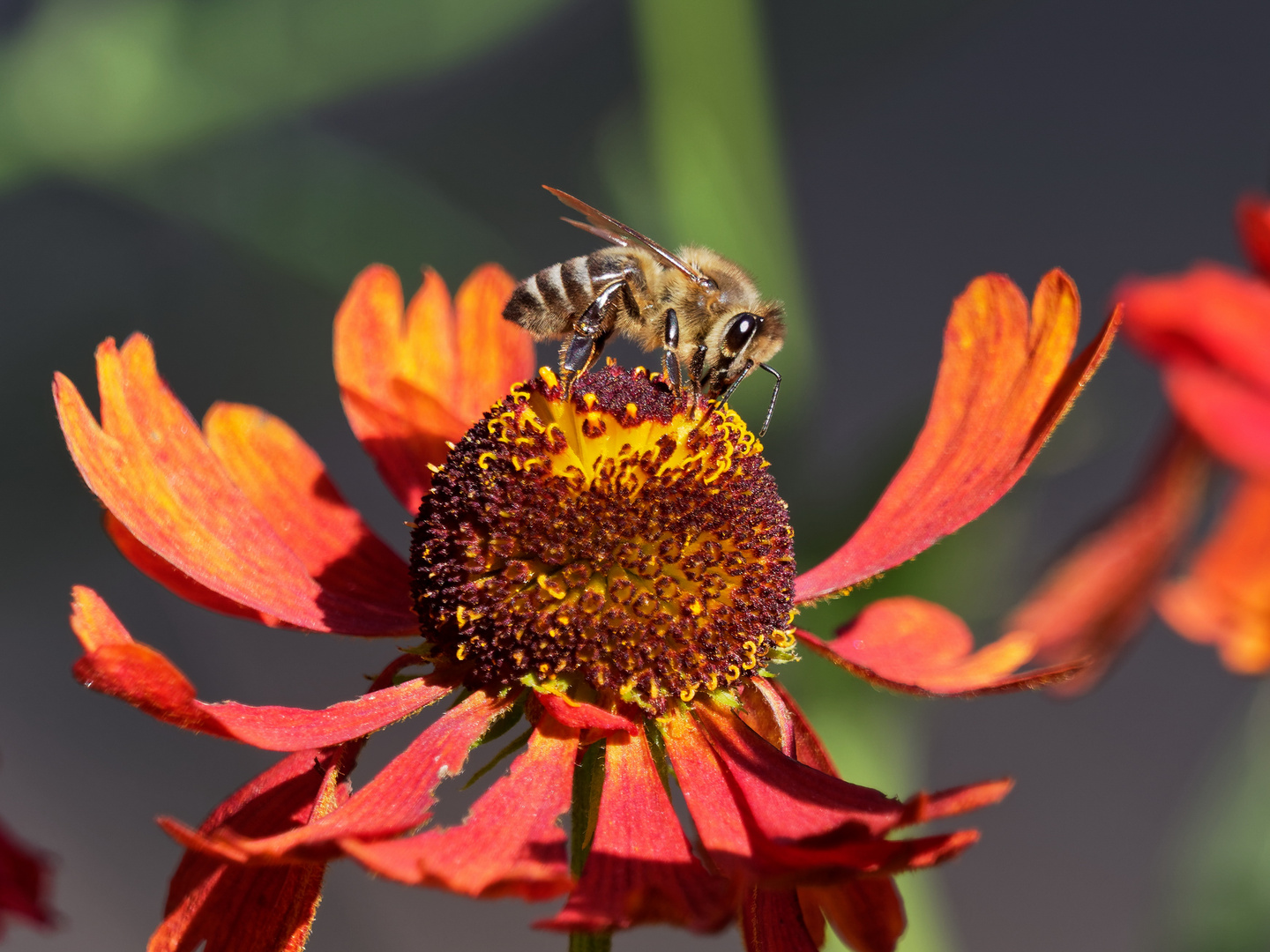 Insekten Sommer Foto & Bild | tiere, wildlife, insekten Bilder auf ...
