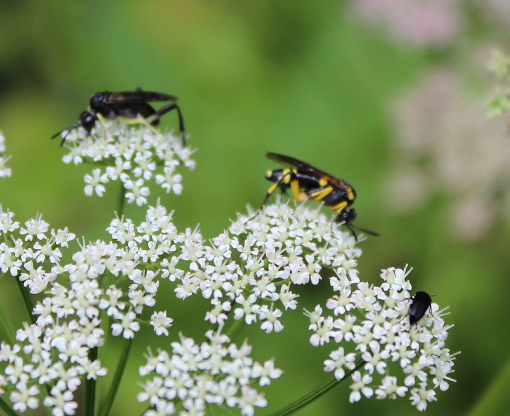 Insektentreff Foto & Bild | insekten, natur, tiere Bilder auf fotocommunity