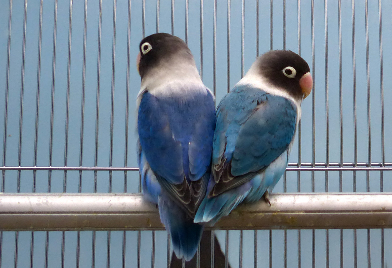 Inséparables photo et image | animaux, animaux sauvages, oiseaux Images ...