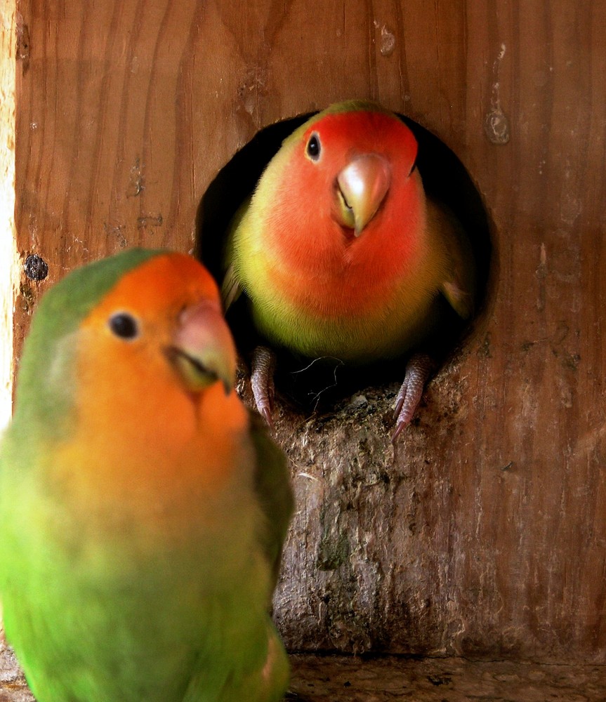 Inseparables Imagen & Foto | animales, aves, naturaleza Fotos de ...