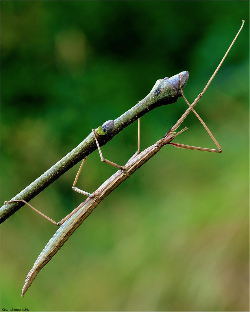 Insetto stecco. Foto % Immagini| natura Foto su fotocommunity