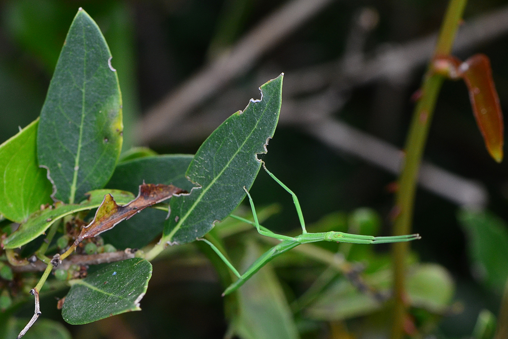 insetto stecco (Phasmatodea) Foto % Immagini| macro e close up, macro ...