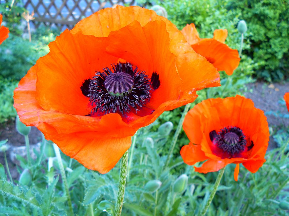 Inside the Mohn Foto & Bild | natur, pflanzen, blüten Bilder auf ...