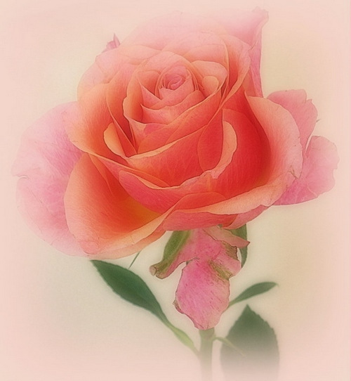 instant douceur.... photo et image | nature, fleurs, douceur Images ...