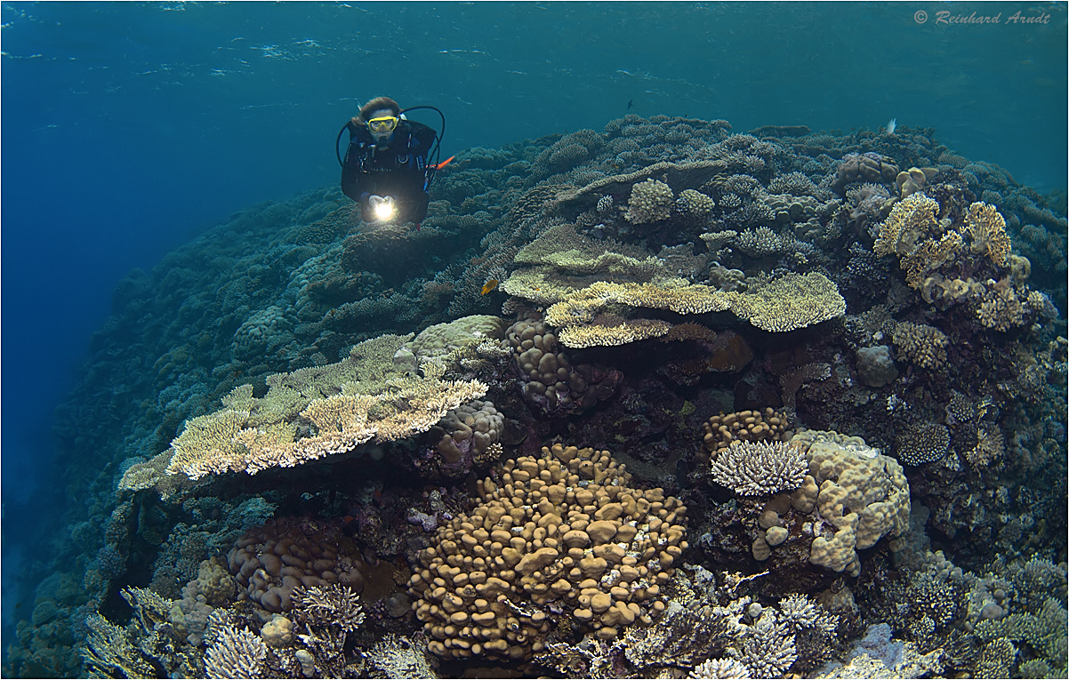 intakte Riffe Foto & Bild | meer, natur, ozean Bilder auf fotocommunity