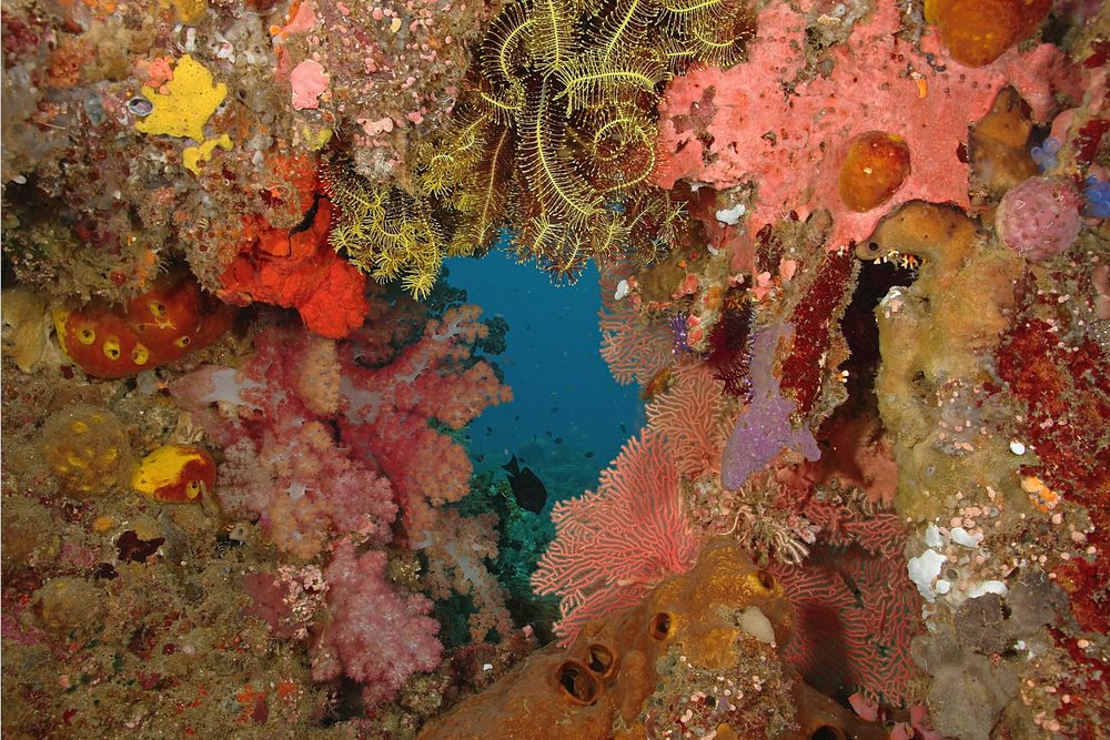Intaktes Riff Foto & Bild | unterwasser, uw-salzwasser, natur-kreativ ...