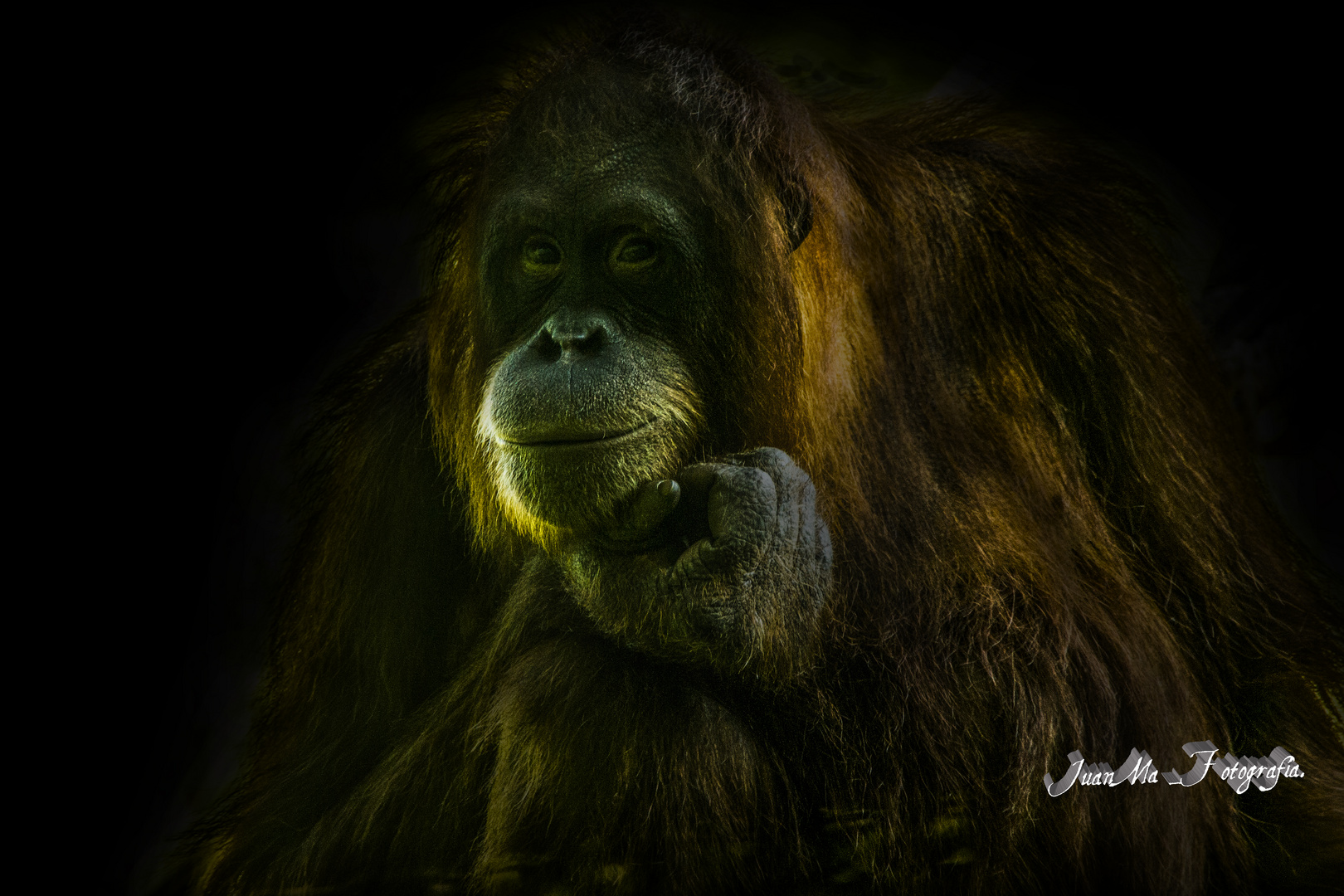 Inteligencia animal: Orangután. Imagen & Foto | animales, naturaleza ...