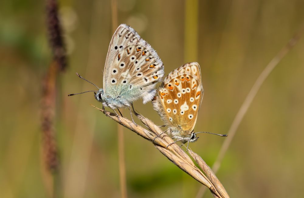 intensiv dabei... Foto & Bild | spezial, makro, natur Bilder auf ...