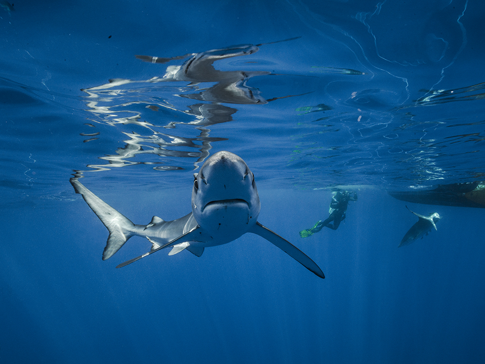 Interaktion mit dem Blauhai Foto & Bild | unterwasser, uw-salzwasser ...