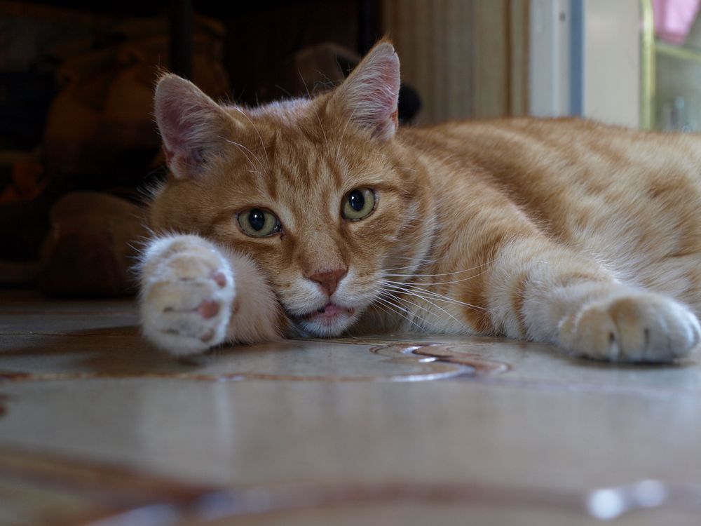 interessant Foto & Bild | tiere, haustiere, katzen Bilder auf fotocommunity