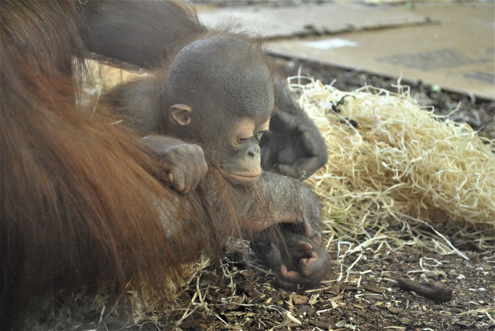 Interessant Foto & Bild | tiere, zoo, wildpark & falknerei, säugetiere ...