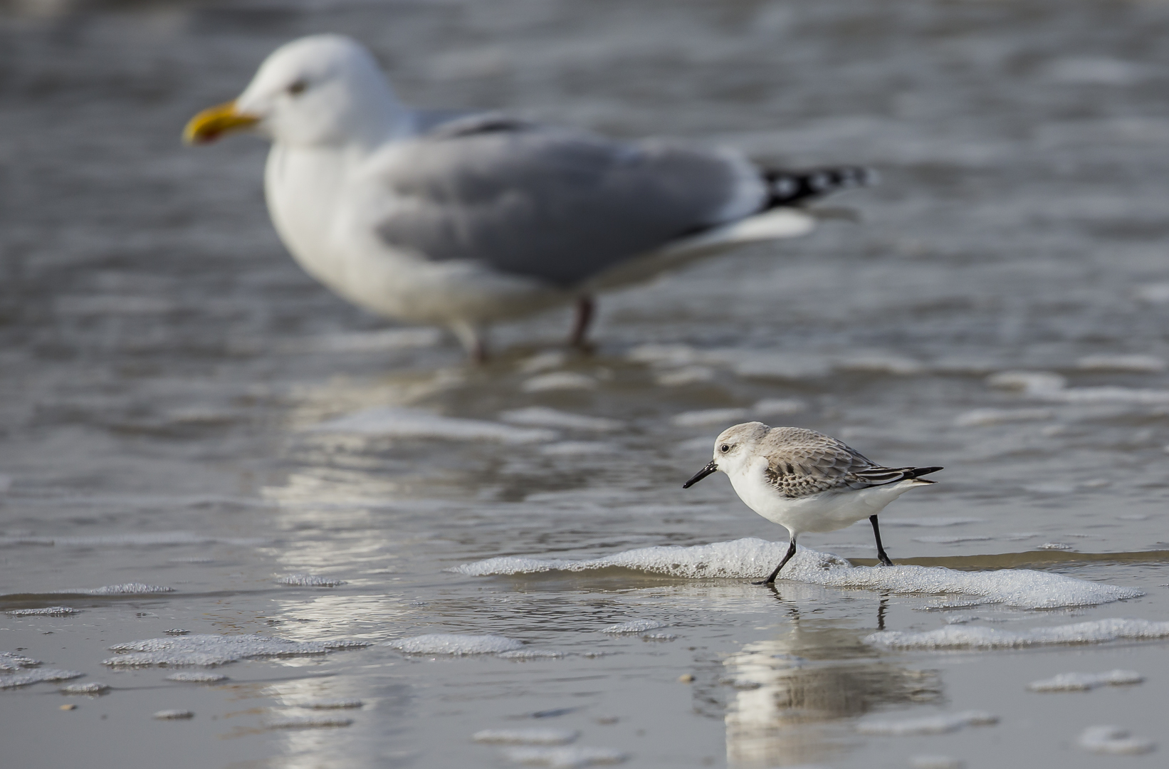 Interessant... Foto & Bild | natur, tiere, vögel Bilder auf fotocommunity