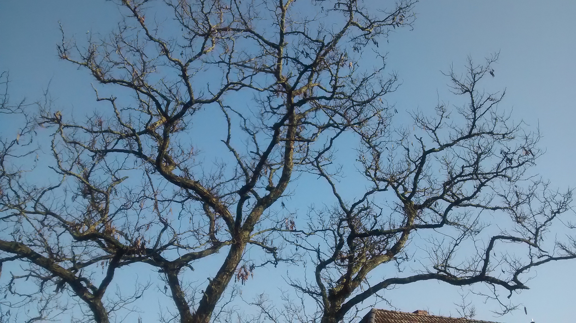 interessante Natur und Bäume Foto & Bild | baum, hamburg, nahaufnahme ...