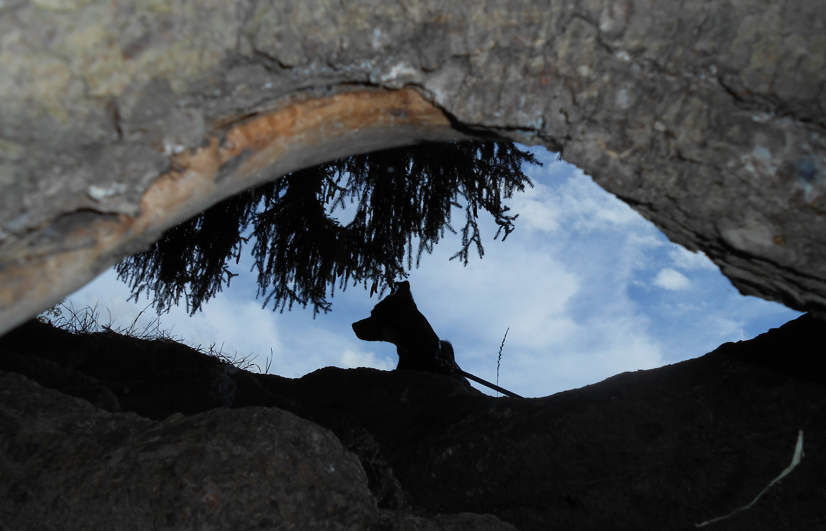 Interessante Perspektive Foto & Bild | tiere, natur Bilder auf ...