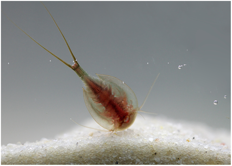 Interessante Tierchen.. Foto & Bild | tiere, haustiere, aquaristik ...