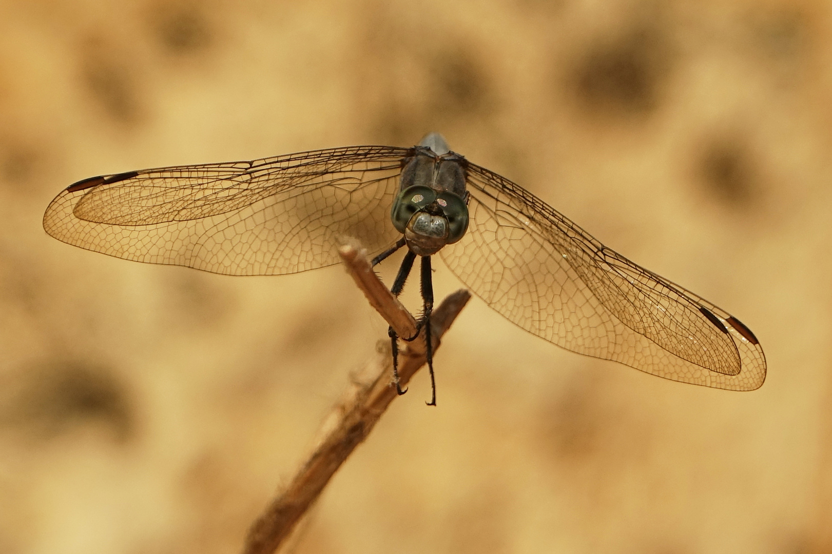 Interview mit Libelle Foto & Bild | tiere, wildlife, libellen Bilder ...