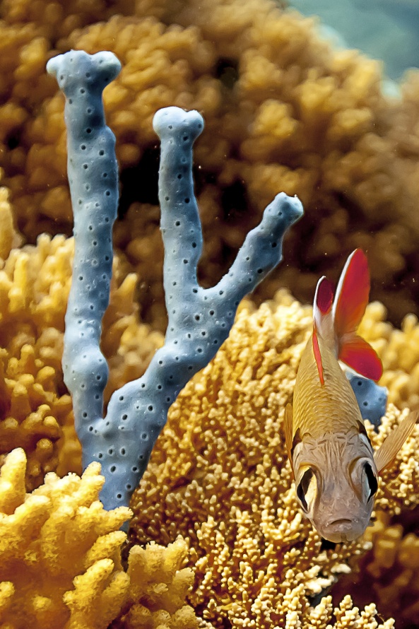 Interview with a fish Foto & Bild | tiere, wildlife, fische Bilder auf ...