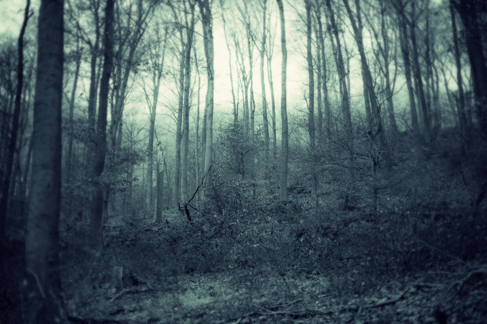 Into the Deep Woods Foto & Bild | Bilder auf fotocommunity