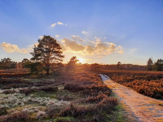 Heide Bilder & Fotos