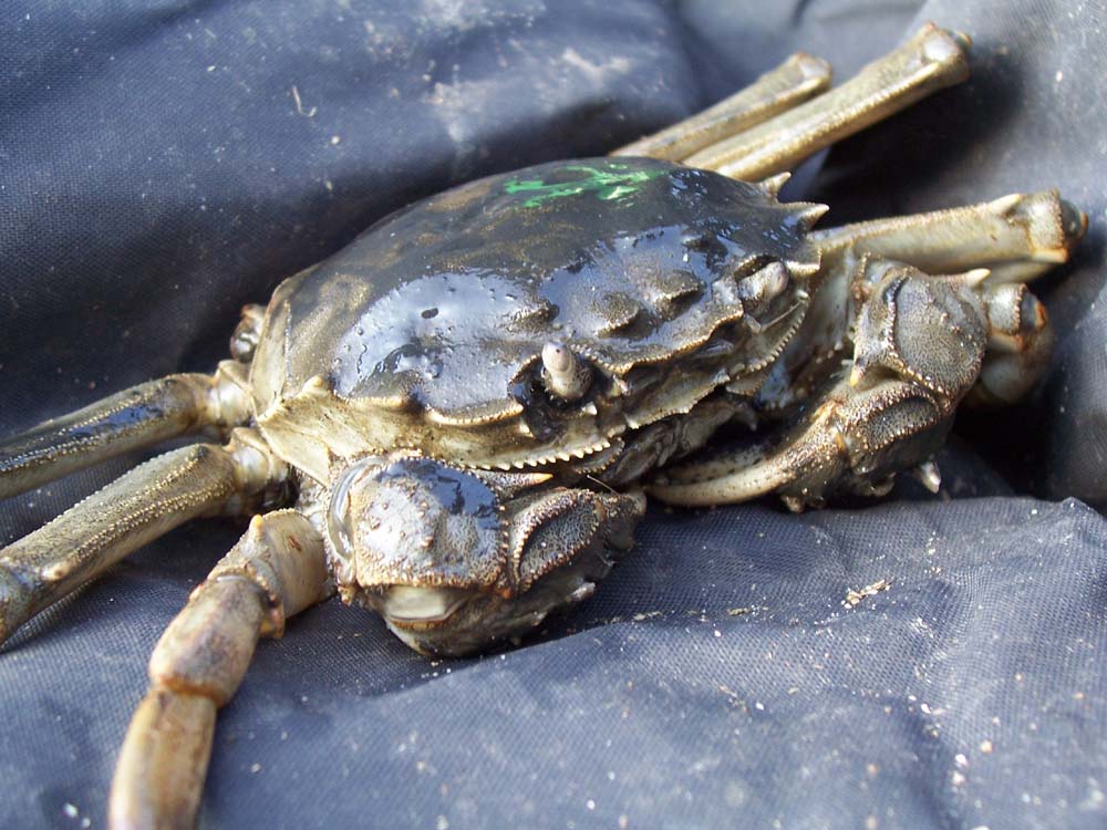 Invasion of the crab`s Foto & Bild | tiere, wildlife, krebse Bilder auf ...