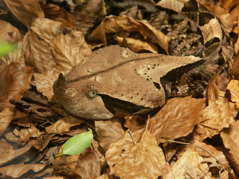 Invisible Snake Foto & Bild | tiere, wildlife, amphibien & reptilien ...