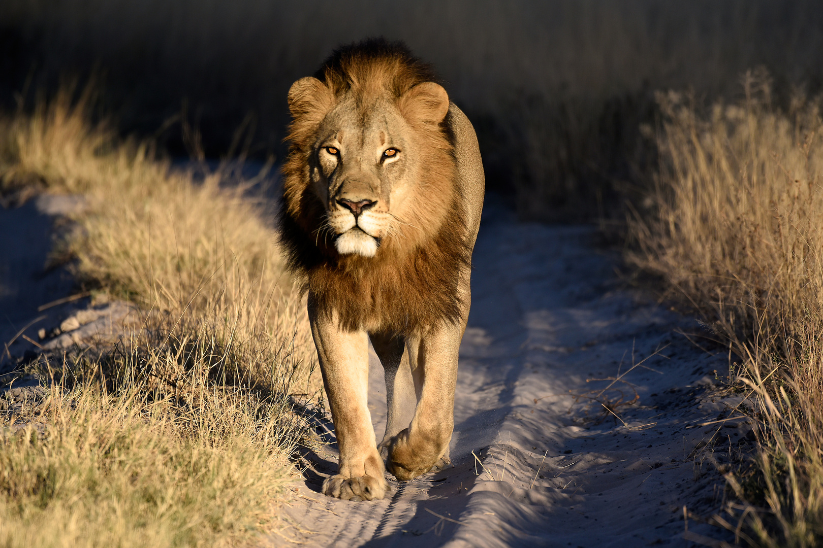 Invulnerable Foto & Bild | africa, southern africa, tiere Bilder auf ...