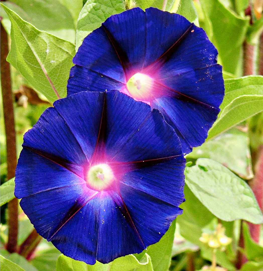 Ipomée ou volubilis photo et image | europe, spain, andalusien Images ...