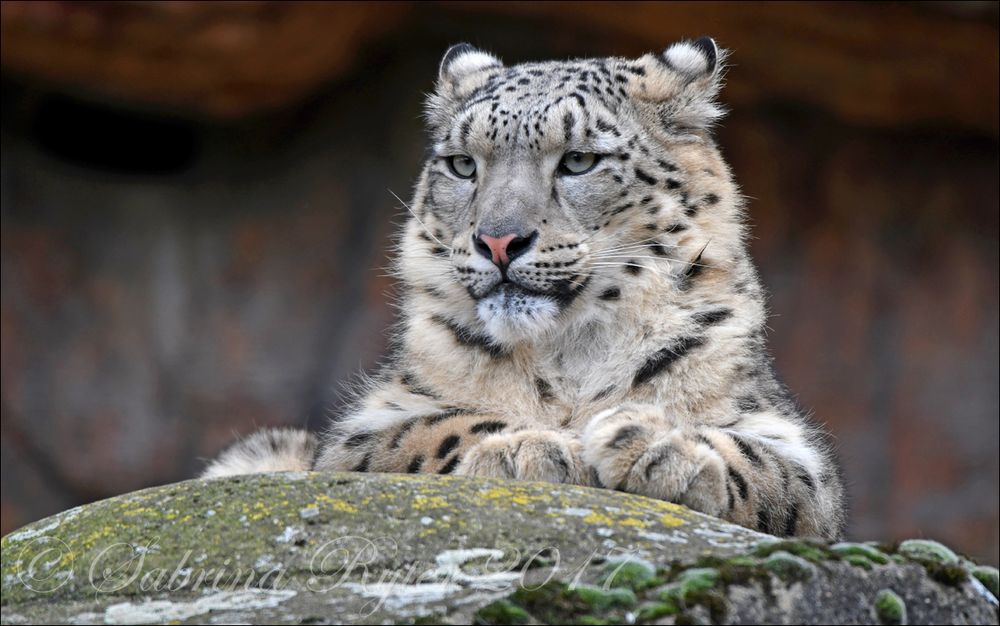 Irbis Foto & Bild | natur, tier, zoo Bilder auf fotocommunity