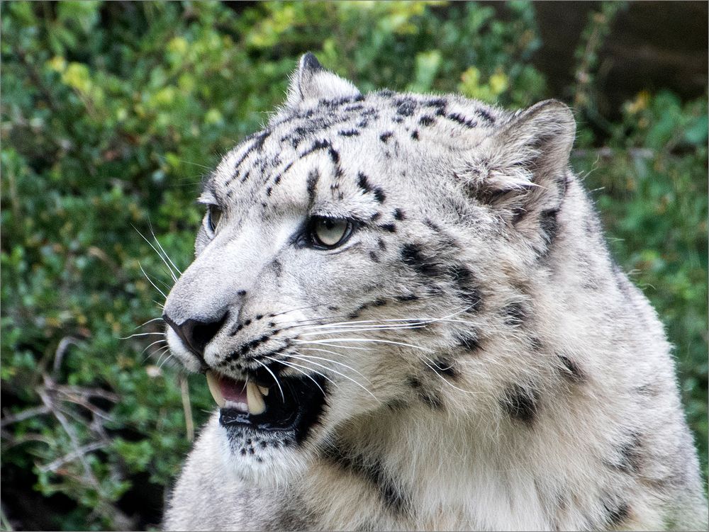 Irbis Foto & Bild | tiere, zoo, wildpark & falknerei, säugetiere Bilder ...