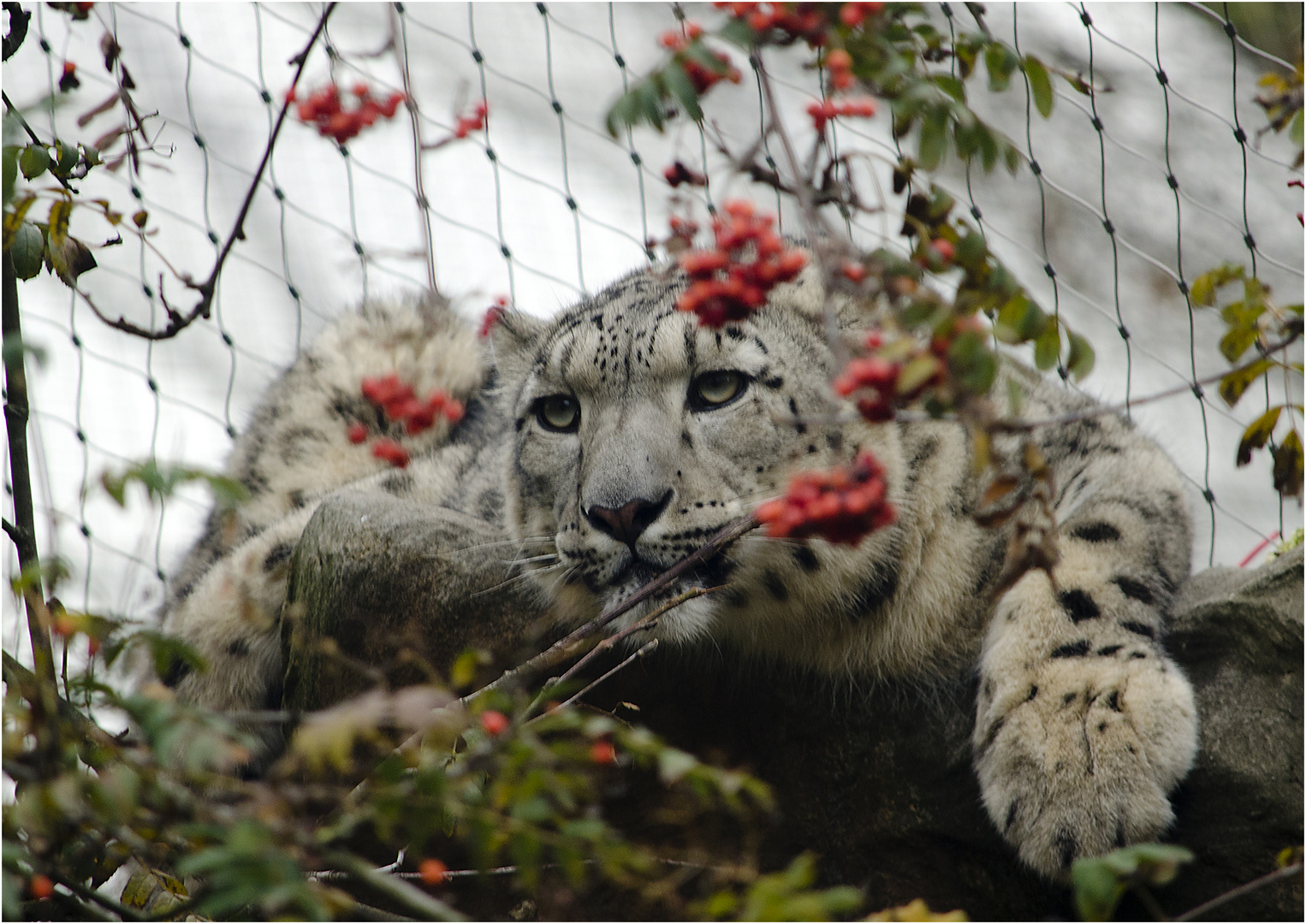 Irbis Foto & Bild | tiere, zoo, wildpark & falknerei, säugetiere Bilder ...