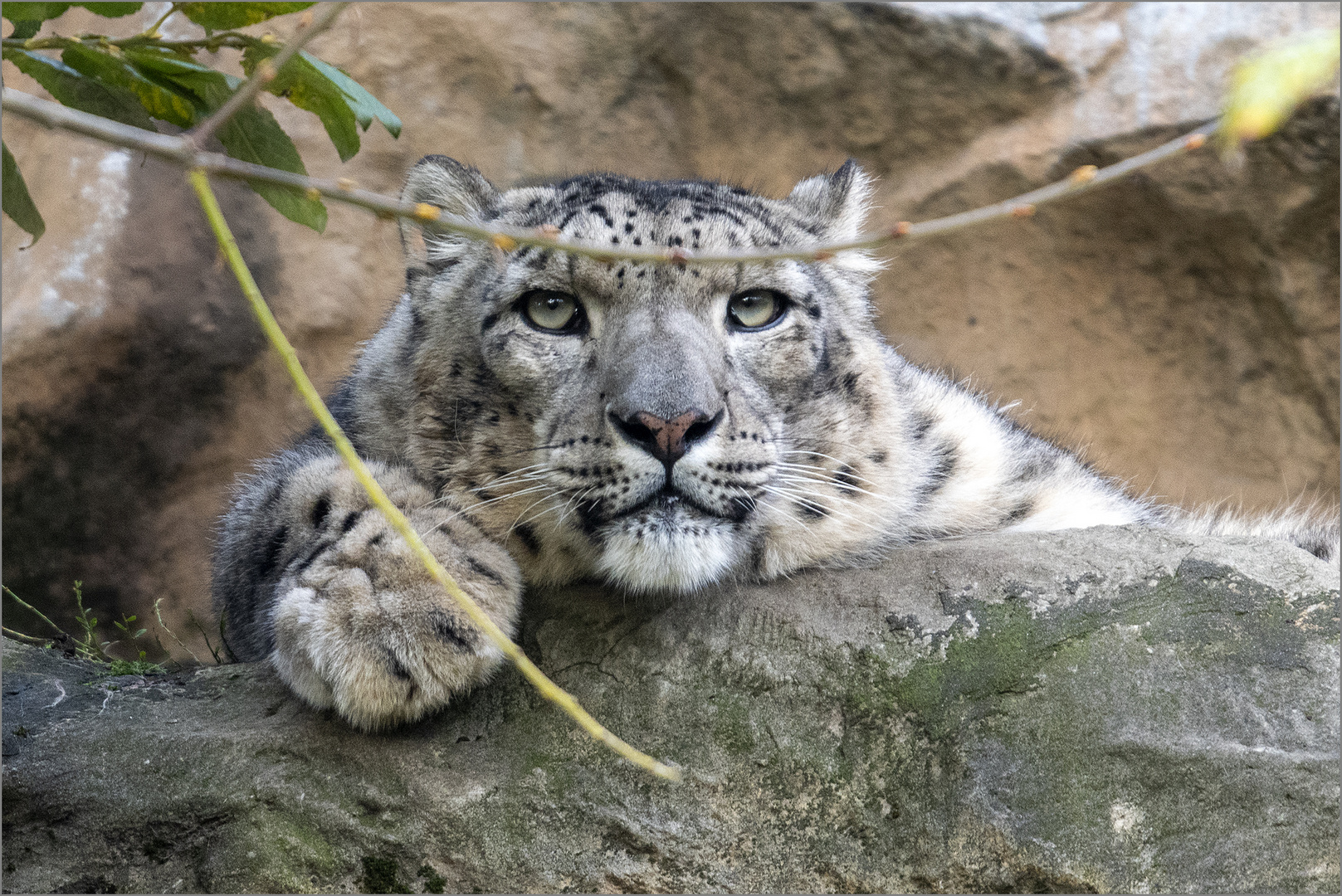 Irbis Foto & Bild | tiere, zoo, wildpark & falknerei, säugetiere Bilder ...