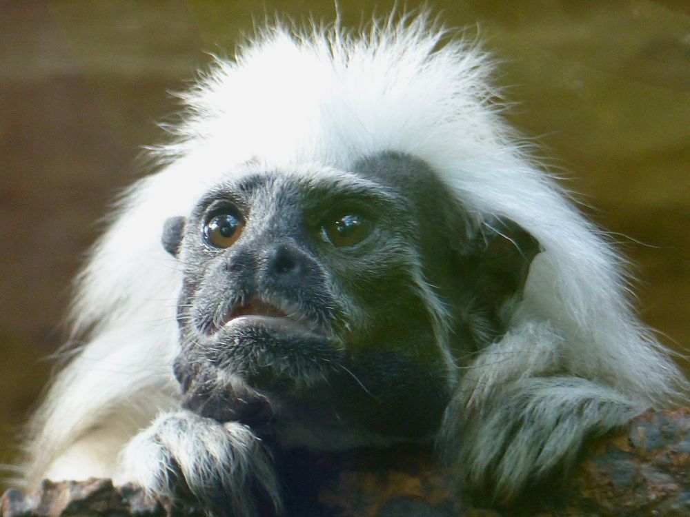 " Irgendwas ist..." Foto & Bild | tiere, zoo, wildpark & falknerei ...