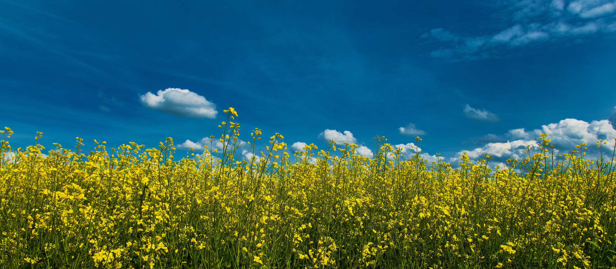 Irgendwas mit Raps - 2 - Foto & Bild | landschaft, jahreszeiten ...