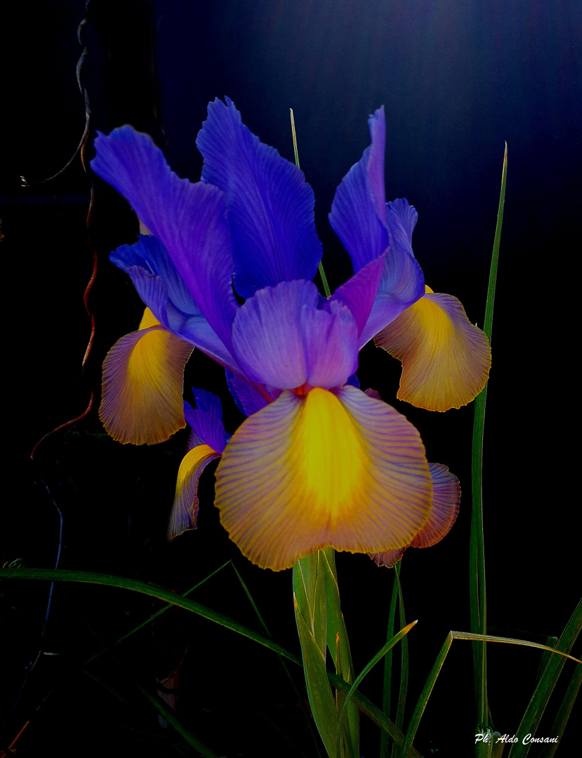 Iris Foto % Immagini| laboratorio, fiori, nature Foto su fotocommunity