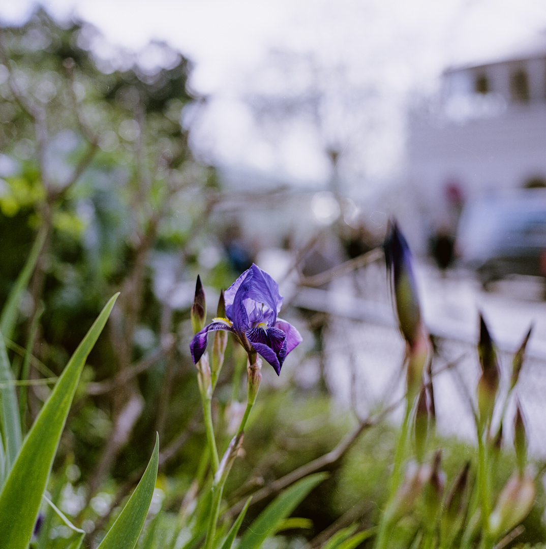 iris ... Foto & Bild | city, france, paris Bilder auf fotocommunity