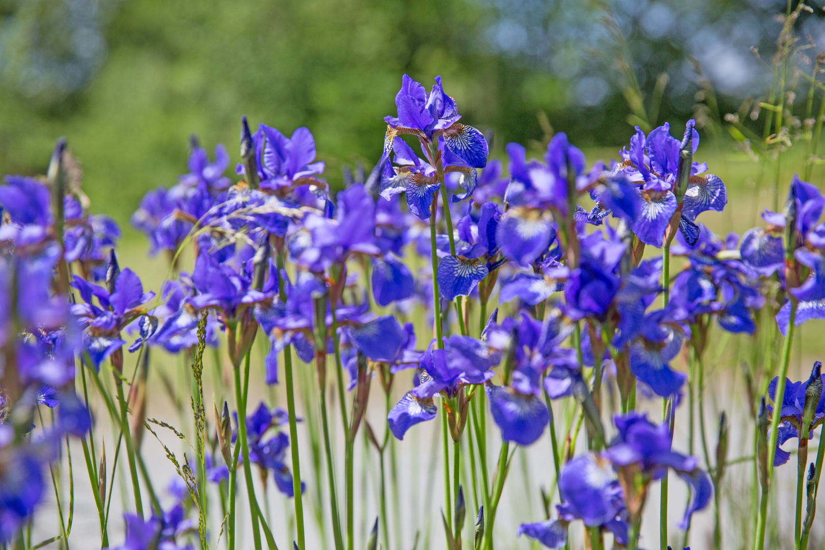 Iris Foto & Bild | blau, natur, blumen Bilder auf fotocommunity
