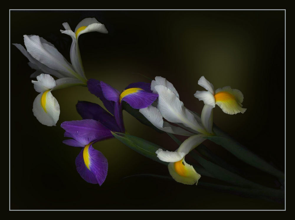 Iris Foto & Bild | scan art, scanbilder, digiart Bilder auf fotocommunity