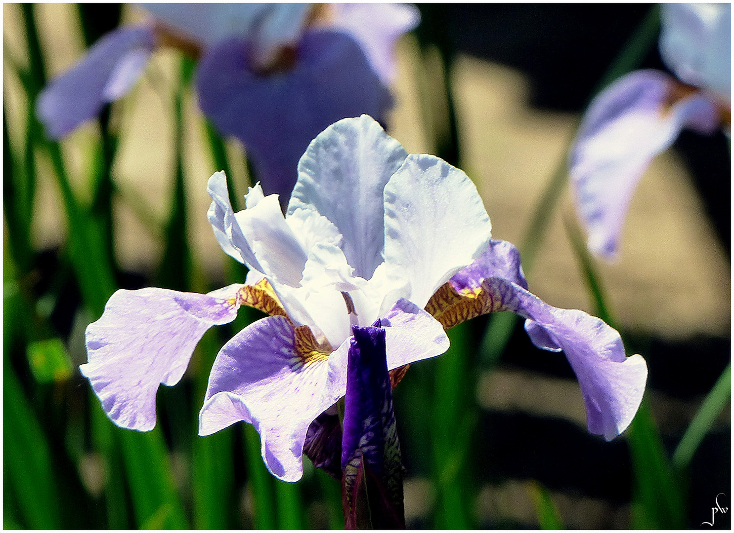 Iris Foto & Bild | natur, blumen, pflanzen Bilder auf fotocommunity