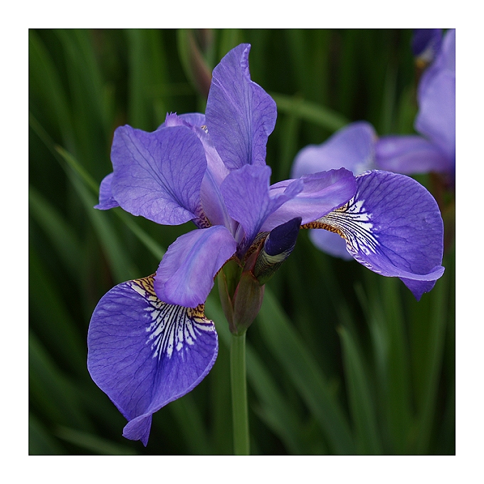 Iris Foto & Bild | blumen, natur Bilder auf fotocommunity
