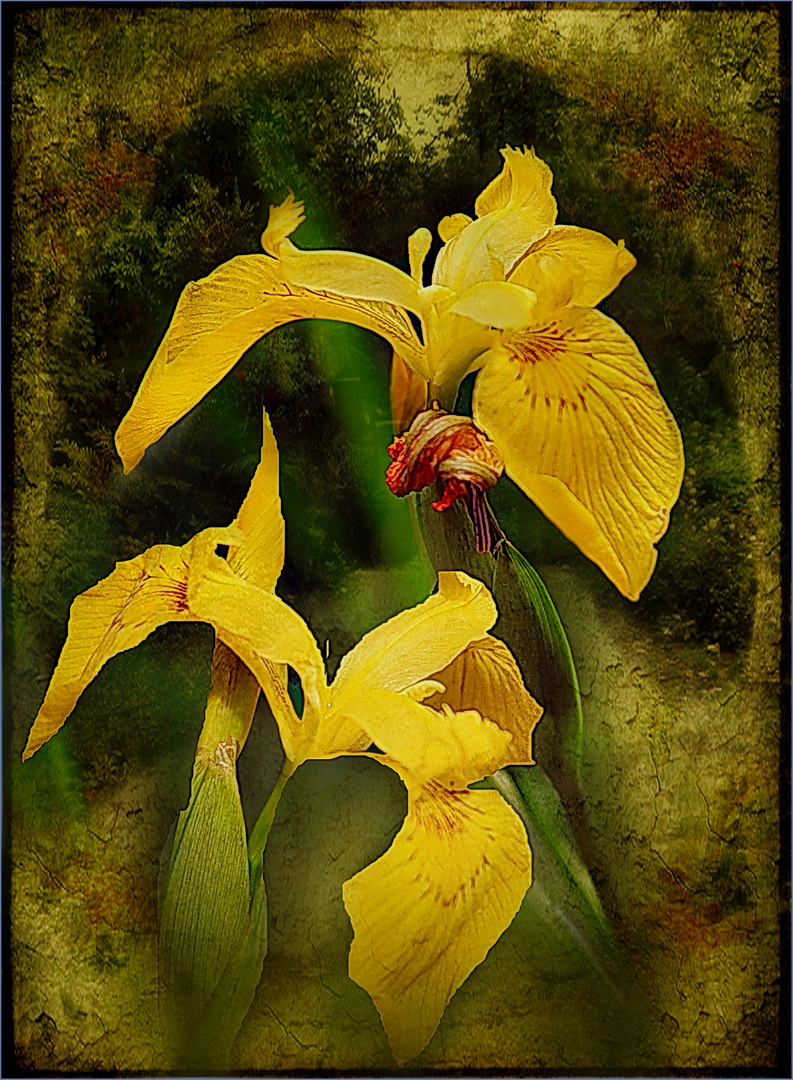 Iris amarillo Foto & Bild | blumen , nature, macro Bilder auf fotocommunity
