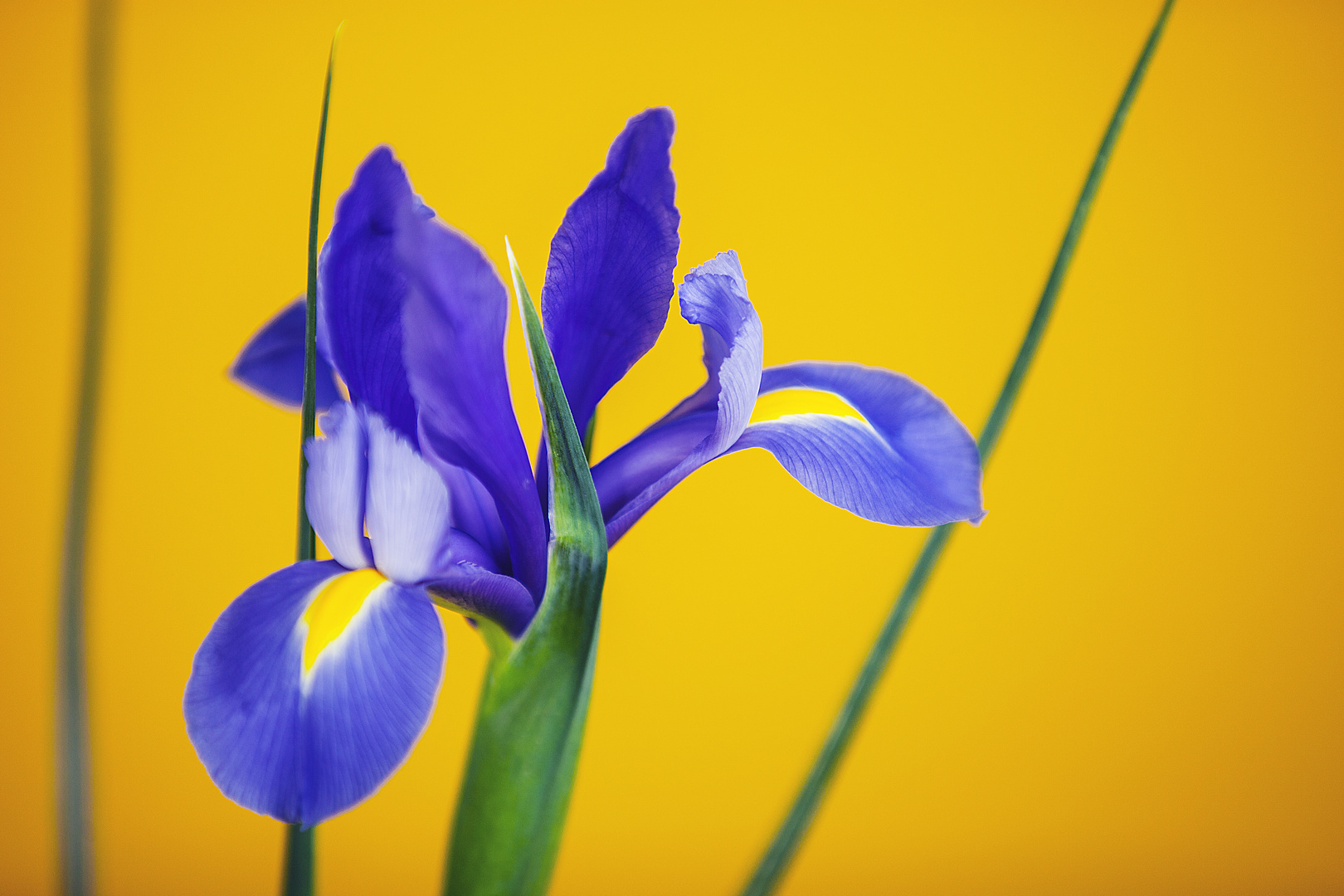 Iris azul Imagen & Foto | plantas, flores, blue Fotos de fotocommunity