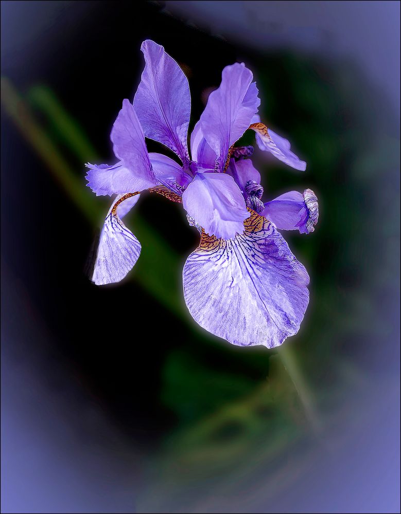 Iris blau Foto & Bild | blumen , makro, natur Bilder auf fotocommunity