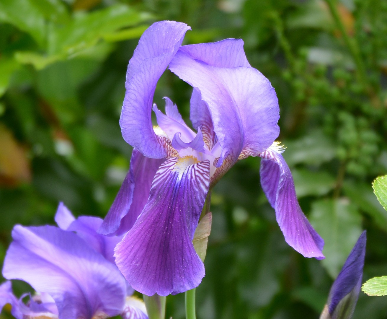 Iris Foto & Bild | natur, pflanzen, blüten Bilder auf fotocommunity Iris Foto & Bild | natur, pflanzen, blüten Bilder auf fotocommunity