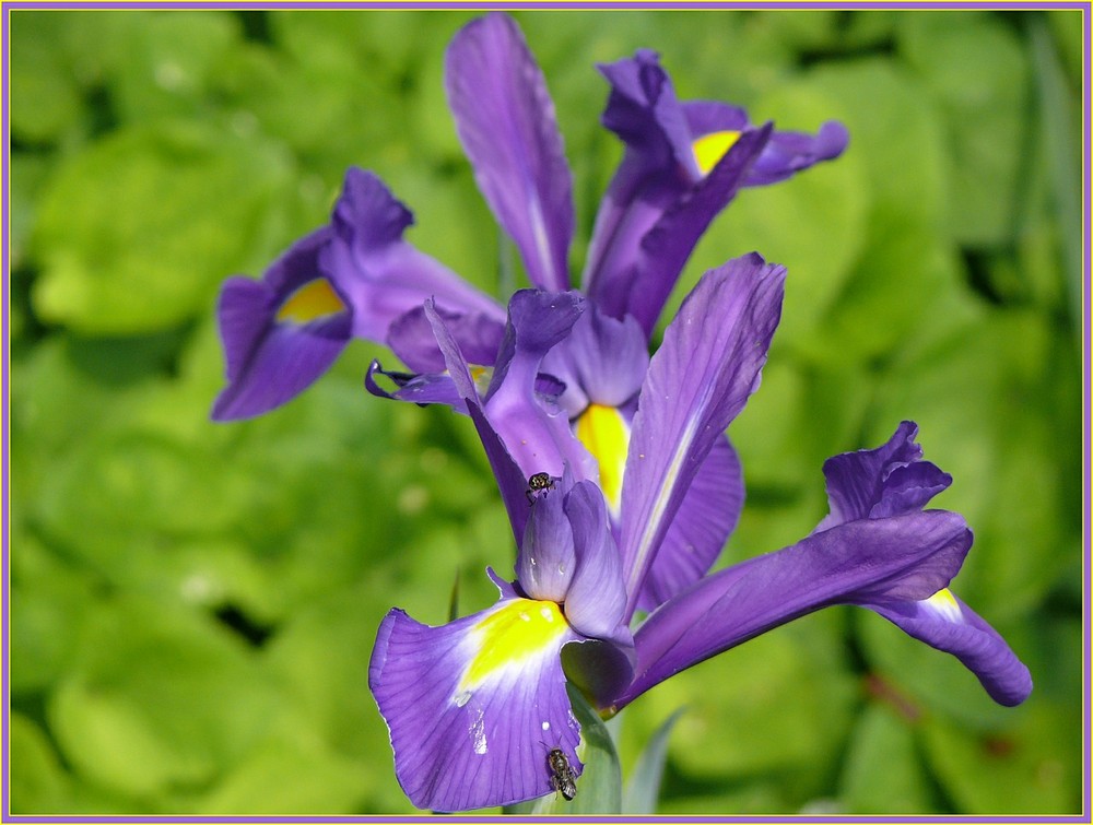 Iris - die zweite Foto & Bild | pflanzen, pilze & flechten, blüten ...