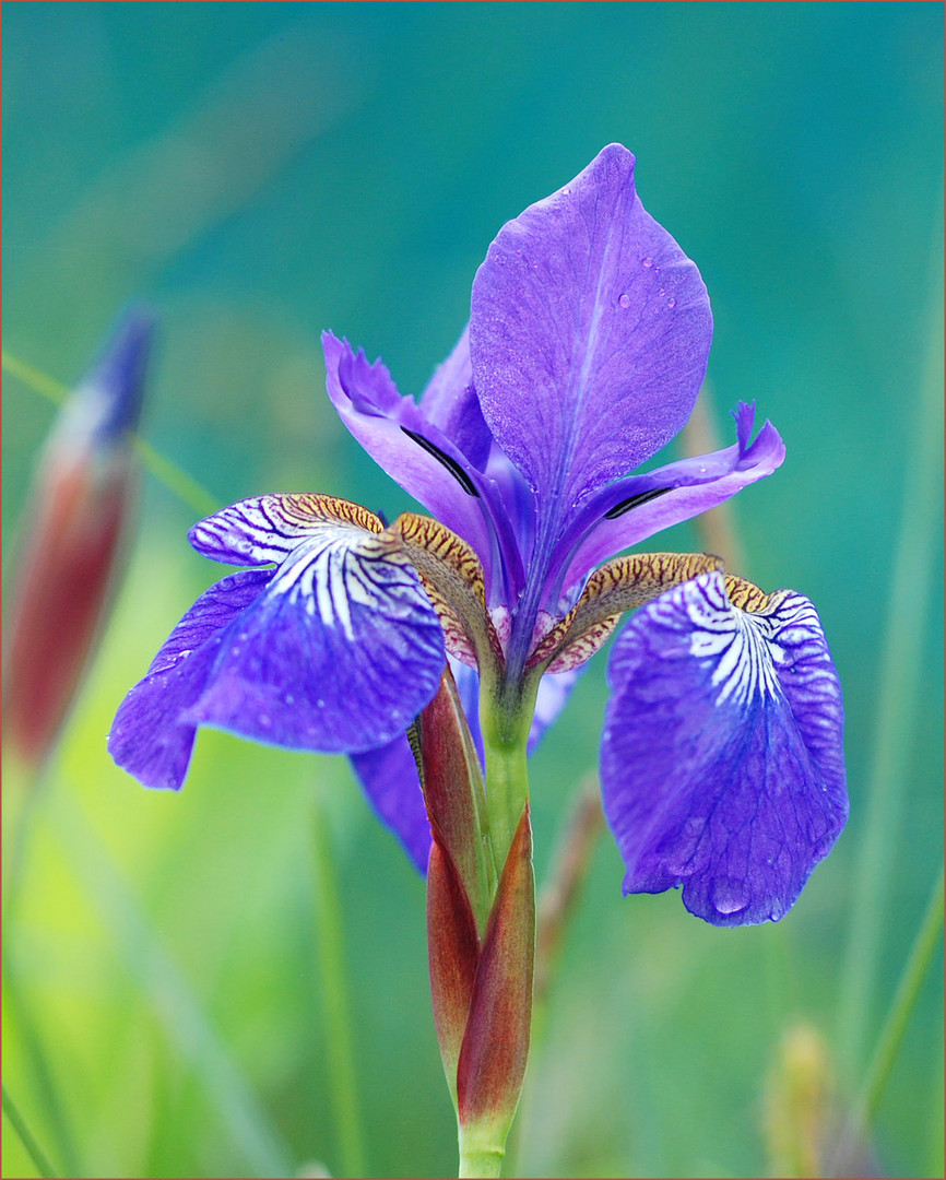 Iris Foto & Bild | natur, nahaufnahme, blumen Bilder auf fotocommunity Iris Foto & Bild | natur, nahaufnahme, blumen Bilder auf fotocommunity